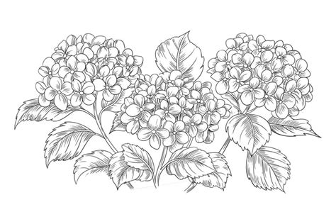 Hydrangea Line Drawing Vector Art Icons And Graphics For Free Download