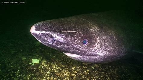Advancing Research For The Management Of Long Lived Species A Case