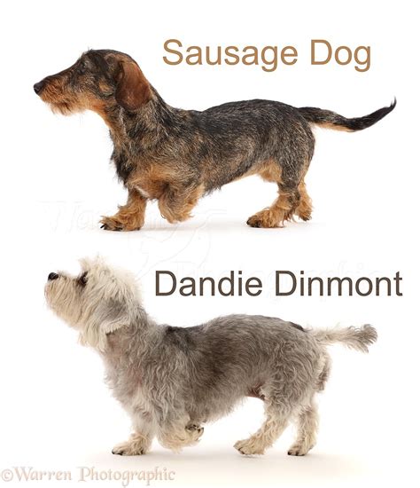 Dandie Dinmont Terrier Mix