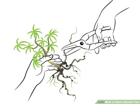 How To Start A Bonsai Tree With Pictures WikiHow