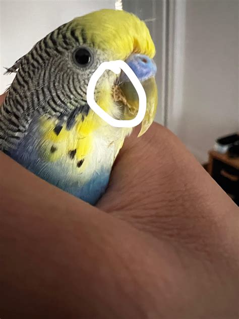 Possible Infection Or Just Food Crumbs Rbudgies