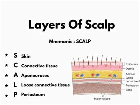 Layers Of Epidermis Mnemonic