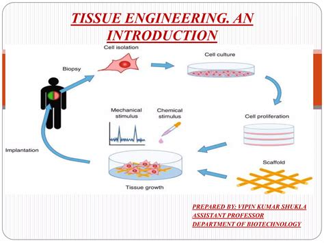Tissue Engineering An Introduction Pptx