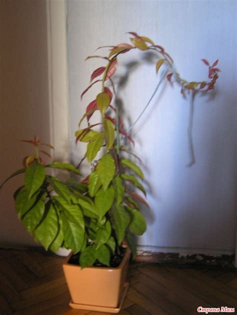 Переския (Pereskia) - Комнатные растения. - Страна Мам