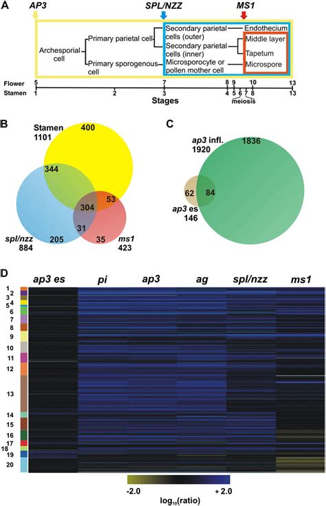 Experimental Design And Microarray Results A Diagram Depicting Cell Download Scientific