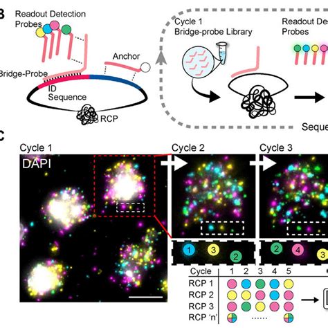 Hybiss Method Overview Hybridization Based In Situ Sequencing A
