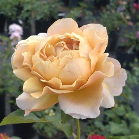 Colonel Mustard Karin Schade Stauden Und Rosen
