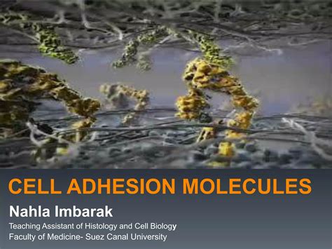 Cell Adhesion Molecules PDF