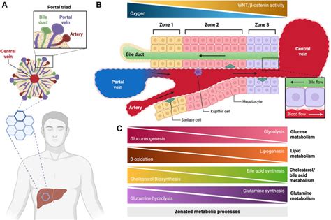 Spatial Transcriptomics Unravels Palmitoylation And Zonation Dependent Gene Regulation By Aeg 1