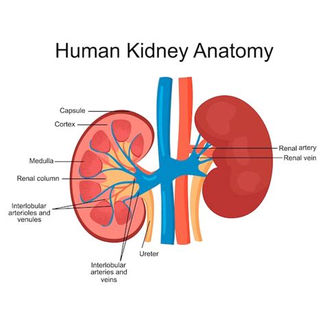 인간의 신장 해부학을 보여주는 구조 도표 프리미엄 벡터