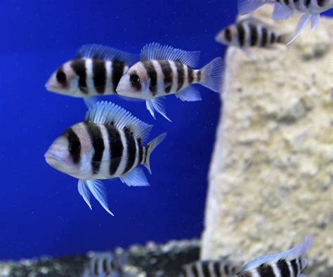 Frontosa Cichlid 4cm Aquatics Online