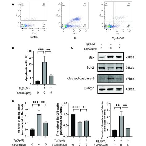 Sal003 Mitigated Tg Induced Apoptosis Of Np Cells Ab Stained With Download Scientific