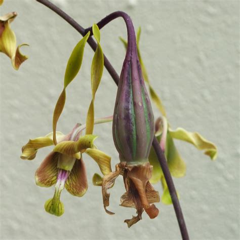 Workshop Orchid Hybridization