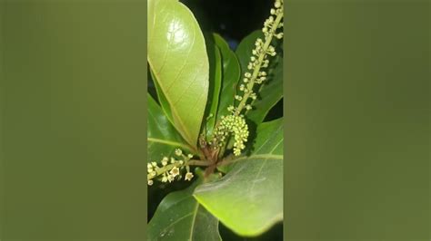 Abhiraj Chauhan Youtube