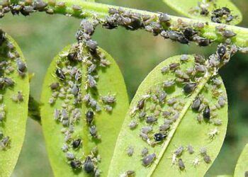Tree Pests Destructive Insects PestsGuide