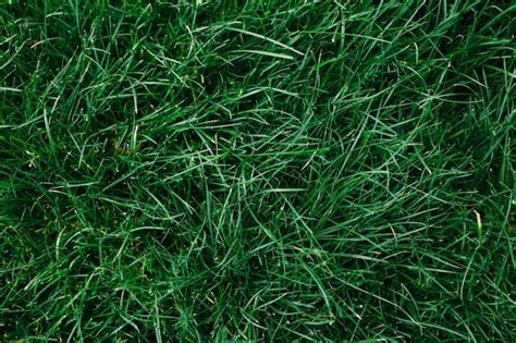 Premium Photo Green Grass On The Ground Background