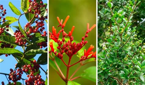 Brazilian Pepper Tree An Illegal And Invasive Threat To Floridas Most