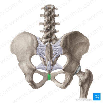Pubic Symphysis Anatomy Structure And Function Kenhub
