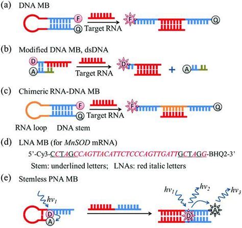 Rna的平面结构图 千图网