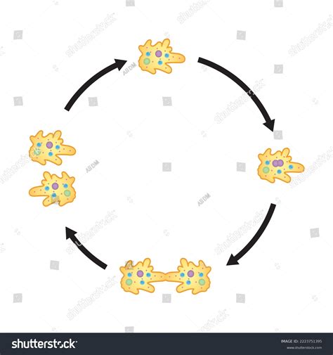 Scientific Designing Binary Fission Amoeba Colorful Stock Vector Royalty Free