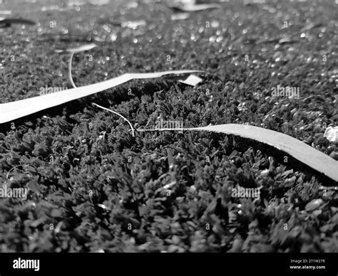 Black And White Grass Background Close View Grayscale Grass Photo