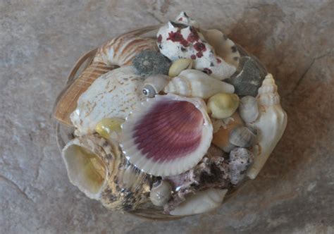 Seashell Assortment