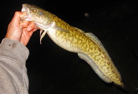 Ben Cantrells Fish Species Blog Open Water Burbot In Wisconsin