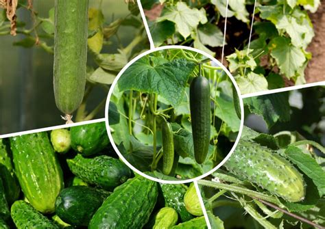 Дачники назвали найкращі добрива для щедрого врожаю огірків Читайте на Ukr Net