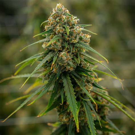 Xj 13 Strain Or Xj13 Cannabis Strain Information Thc Design