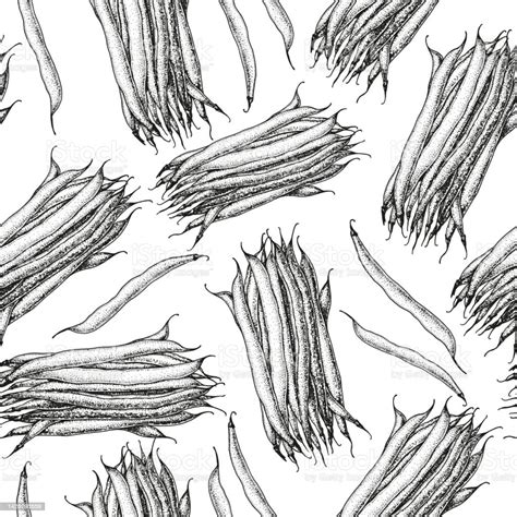 프랑스 콩 원활한 패턴 손으로 그린 배경 벡터 일러스트레이션 손 그리기 스케치 그림 프랑스 콩 야채 손으로 그린 배경 그린빈에