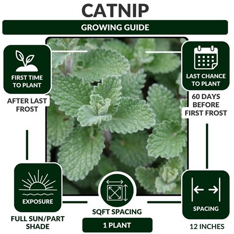 Catnip Growing Guide Limitless Growth