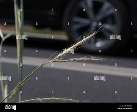 Thatching Grass Thatch Grass Coolatai Grass Hyparrhenia Hirta