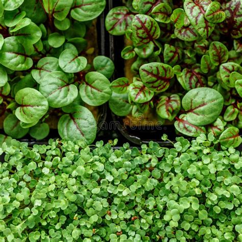 The Microgreen In Plastic Traysdifferent Microgreens On Black Slate