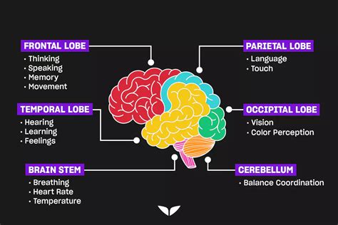 Brainstem Function Brain Anatomy And How The Brain Works Johns