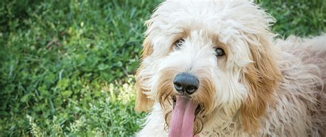 Nutritional Management Of Chylothorax