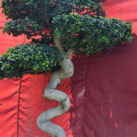 Well Drained Dragon Microcarpa Plant At Best Price In Meerut Id