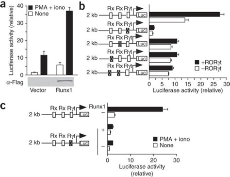 interactions among the transcription factors runx1 rorgammat and foxp3