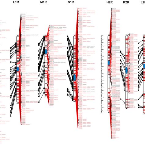 Consensus Maps Of Chromosomes 1r And 2r Shared And Unique Markers Are Download Scientific