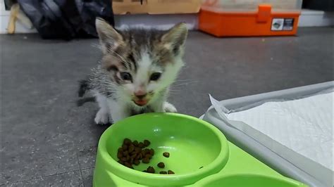 냥줍 처음사료먹는 아기 고양이 아깽이 잔소리 고양이 Youtube