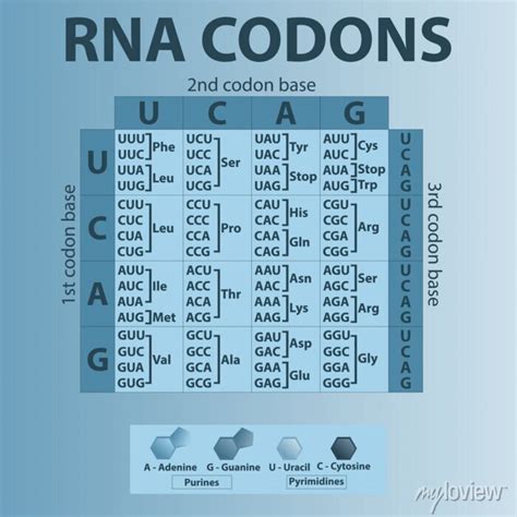 Table Of Rna Codons Genetic Biological Code Of Amino Acids • Wall Stickers Vector Tuer
