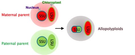 Cytonuclear Evolution Wendel Lab