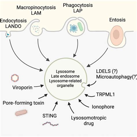 Molecular Features Of Autophagy Related Pathways Schematic Diagram