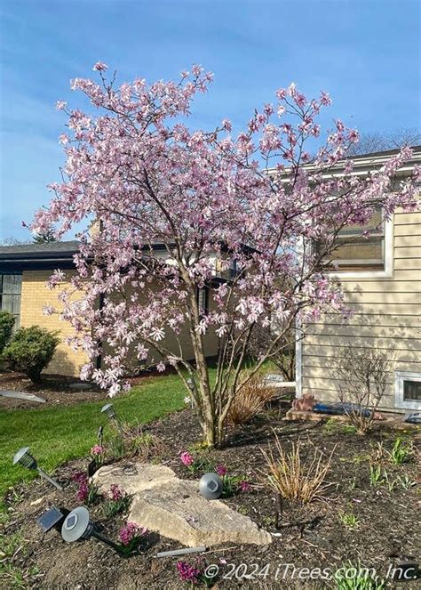 Leonard Messel Magnolia
