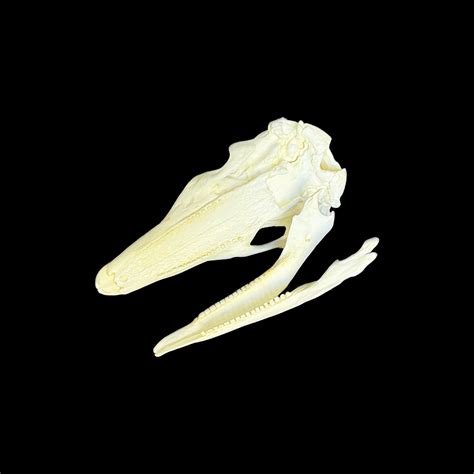 Armadillo Lizard Skull Museum Of Osteology Tegu Skull Sauropod