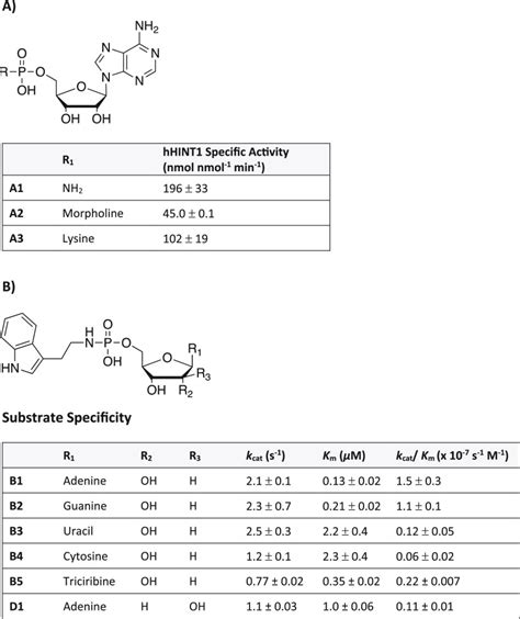 The Many Faces Of Histidine Triad Nucleotide Binding Protein 1 Hint1 Pmc