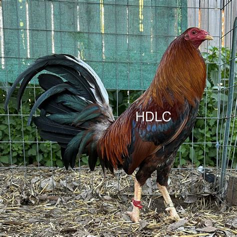 Hdlc Gamefowl Albany Charlie Johnson 🩸 Showing All Facebook