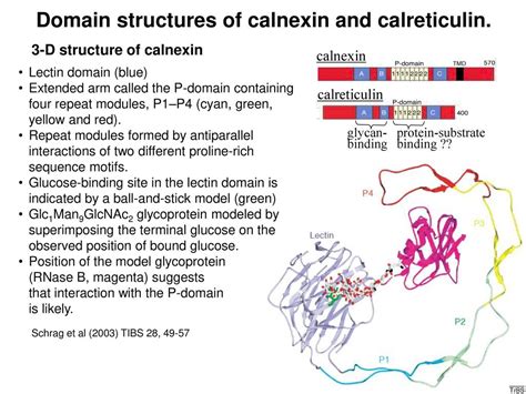 Complex Carbohydrate Research Center Ppt Download