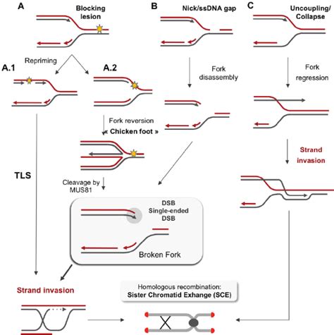Fork Restarts By Hr Following Replication Stress A Model Of Repair