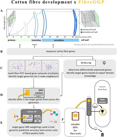 Frontiers Leveraging Transcriptomics Based Approaches To Enhance Genomic Prediction