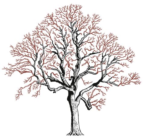 Ветвистое дерево рисунок 78 фото